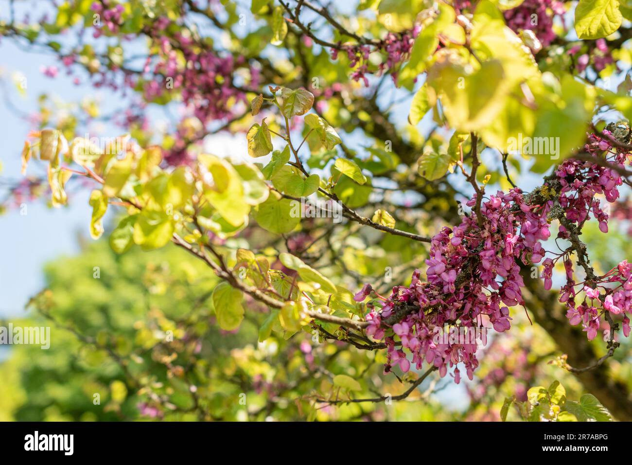 Zurich, Switzerland, May 22, 2023 Judas tree or Cercis Siliquastrum ...