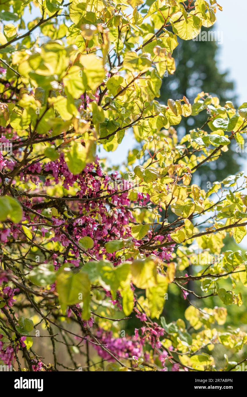 Zurich, Switzerland, May 22, 2023 Judas tree or Cercis Siliquastrum ...