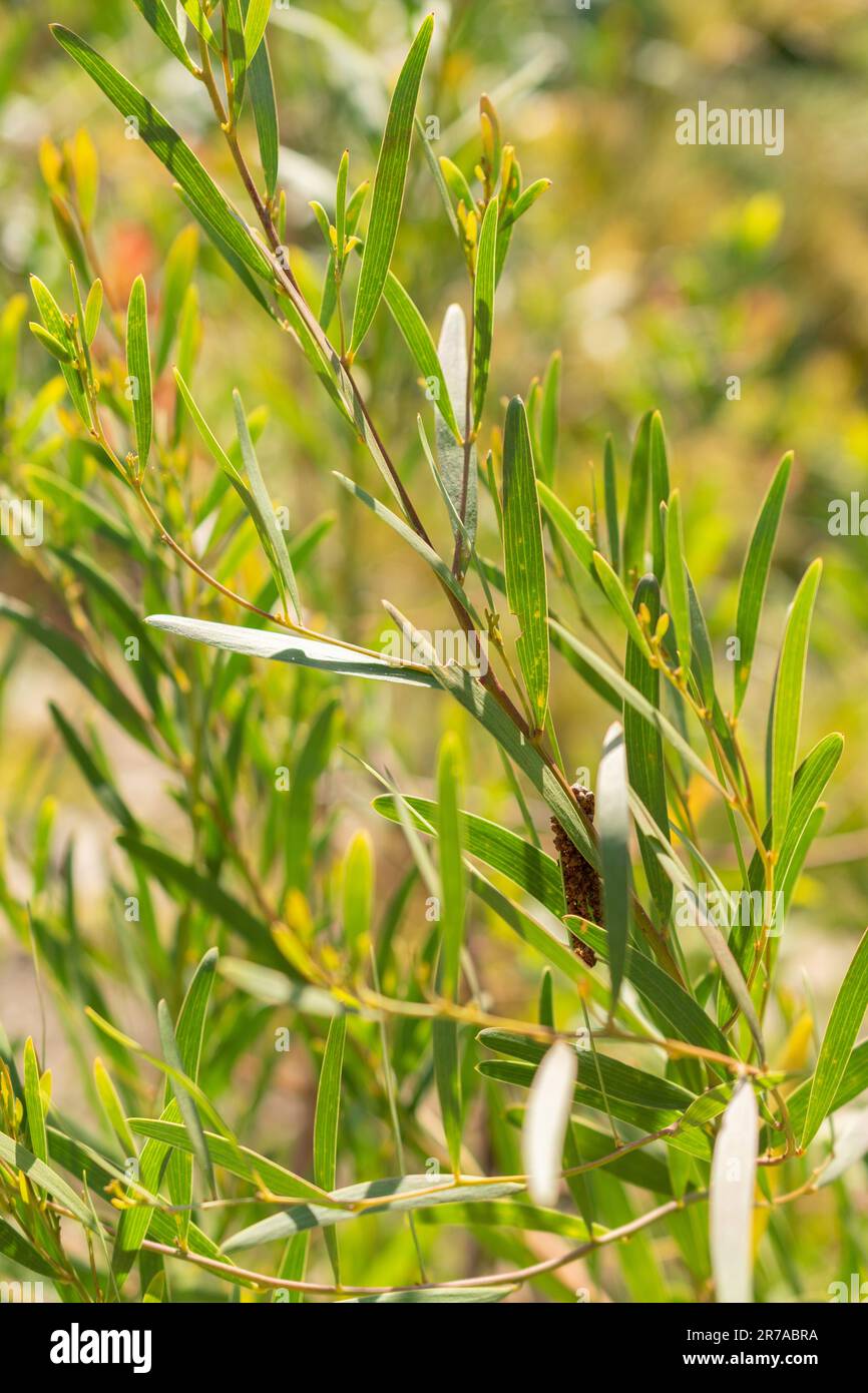 Zurich, Switzerland, May 22, 2023 Coastal Eattie plant or Acacia ...