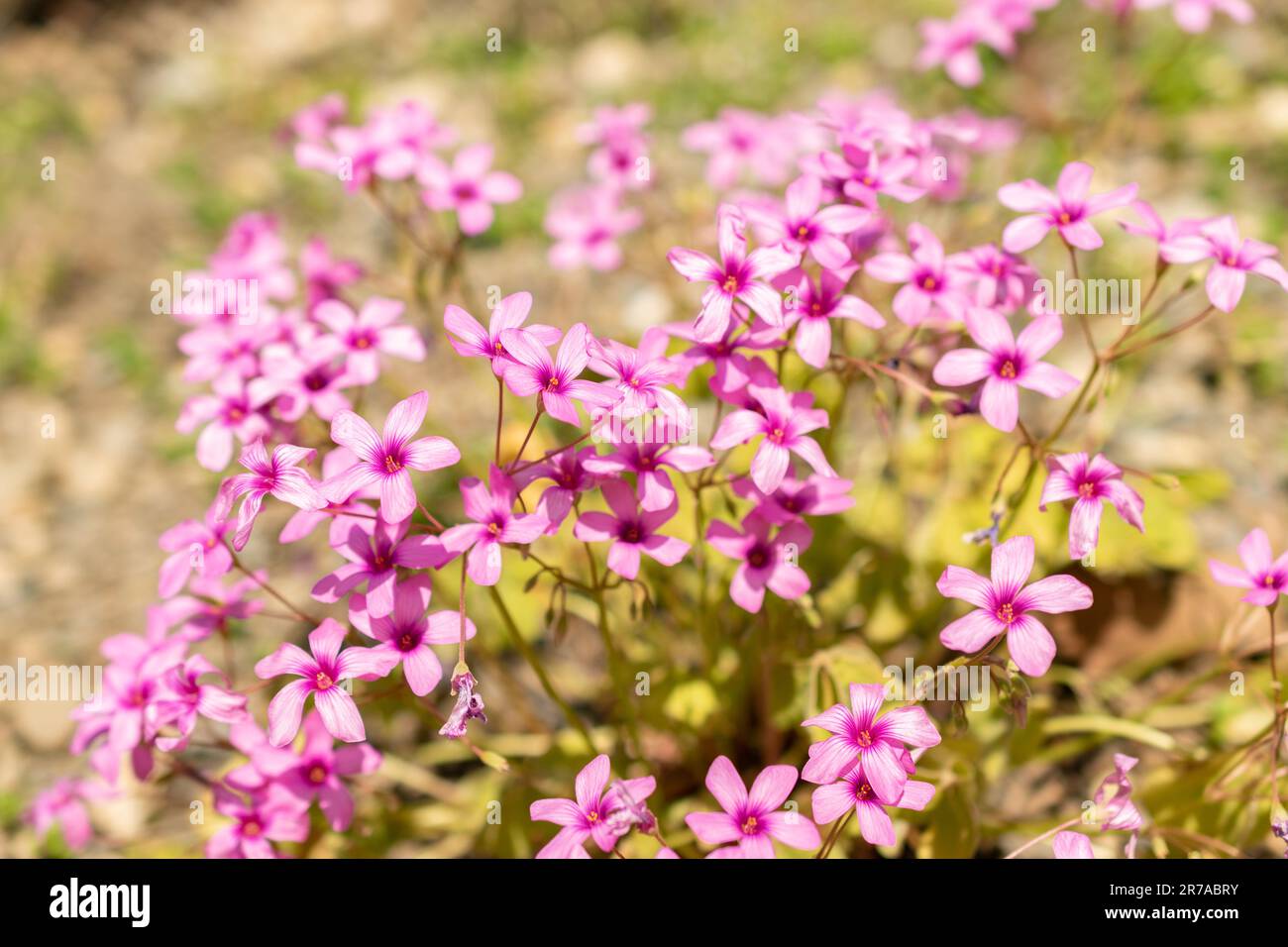 Zurich, Switzerland, May 22, 2023 Pink sorrel flower or Oxalis ...