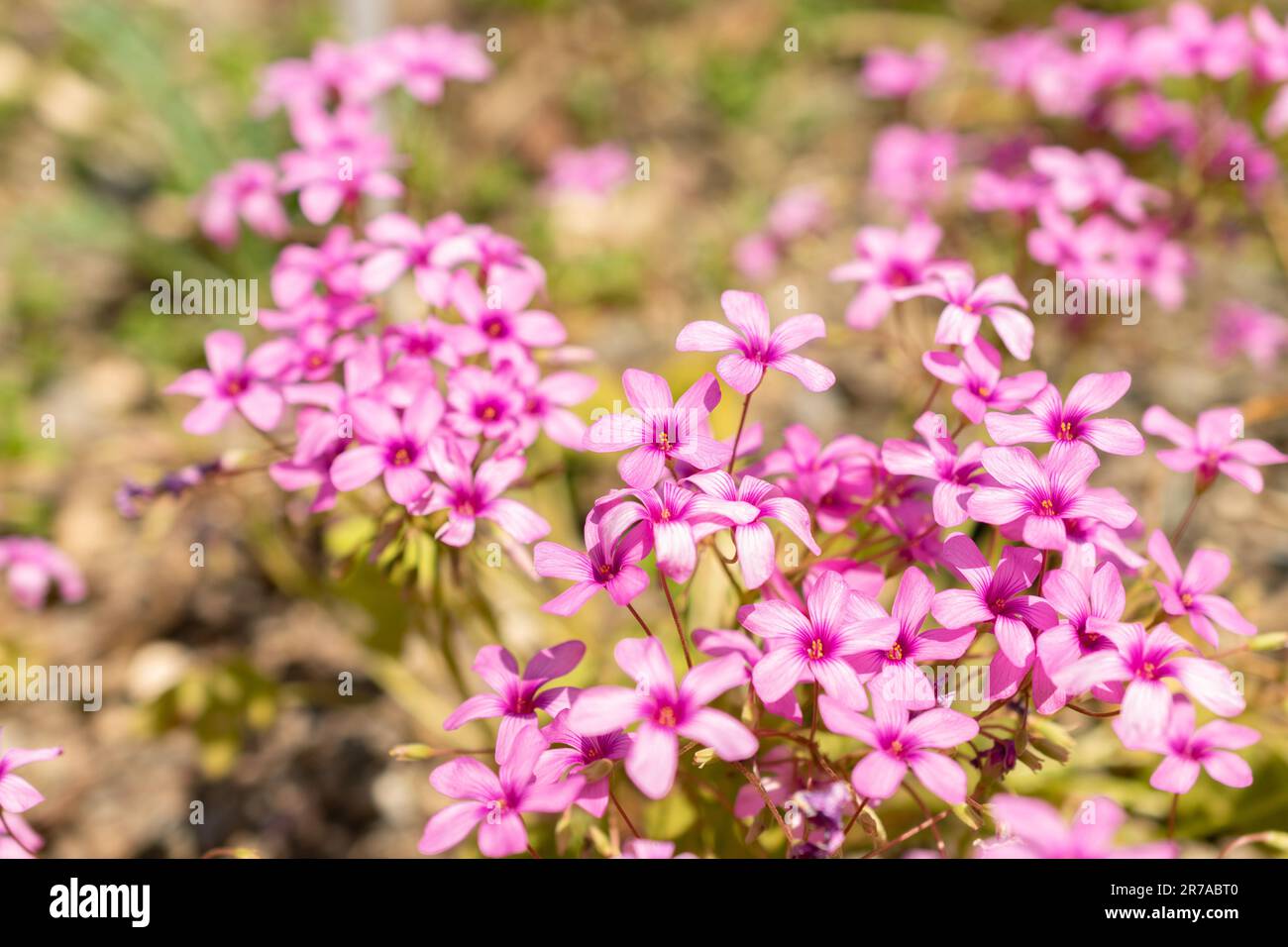 Zurich, Switzerland, May 22, 2023 Pink sorrel flower or Oxalis ...