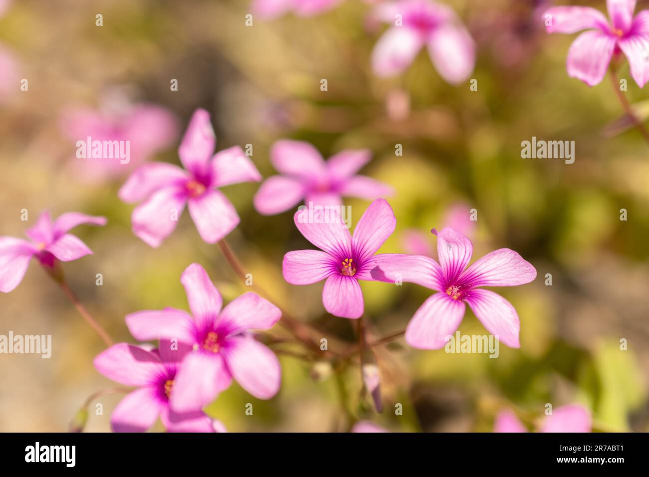 Zurich, Switzerland, May 22, 2023 Pink sorrel flower or Oxalis ...