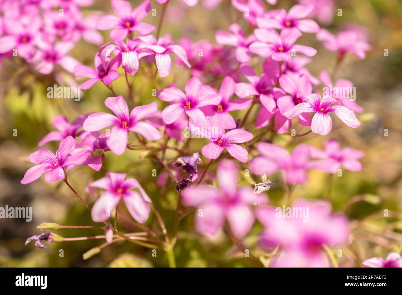 Zurich, Switzerland, May 22, 2023 Pink sorrel flower or Oxalis ...