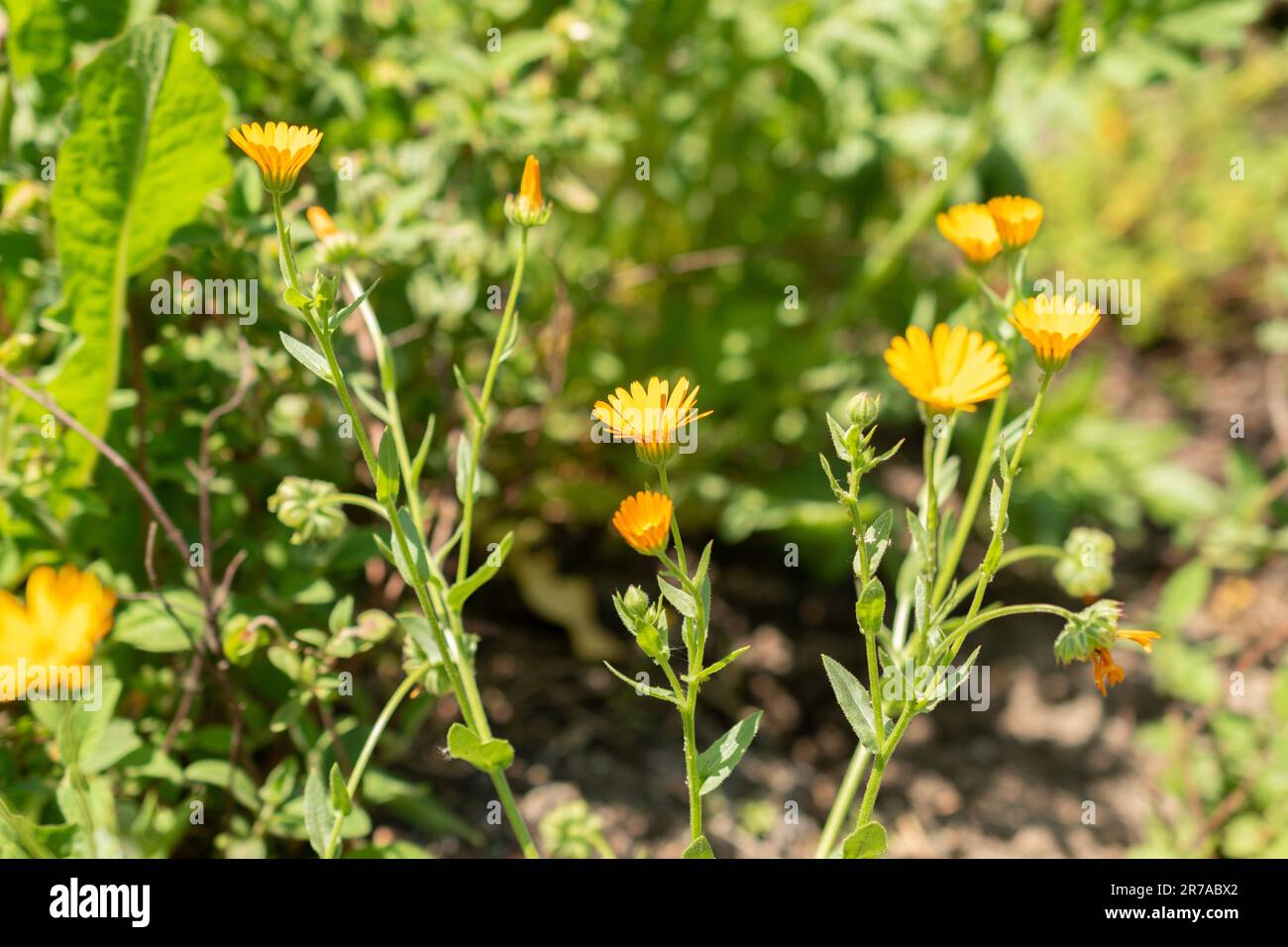 Gallipoli rose hi-res stock photography and images - Alamy
