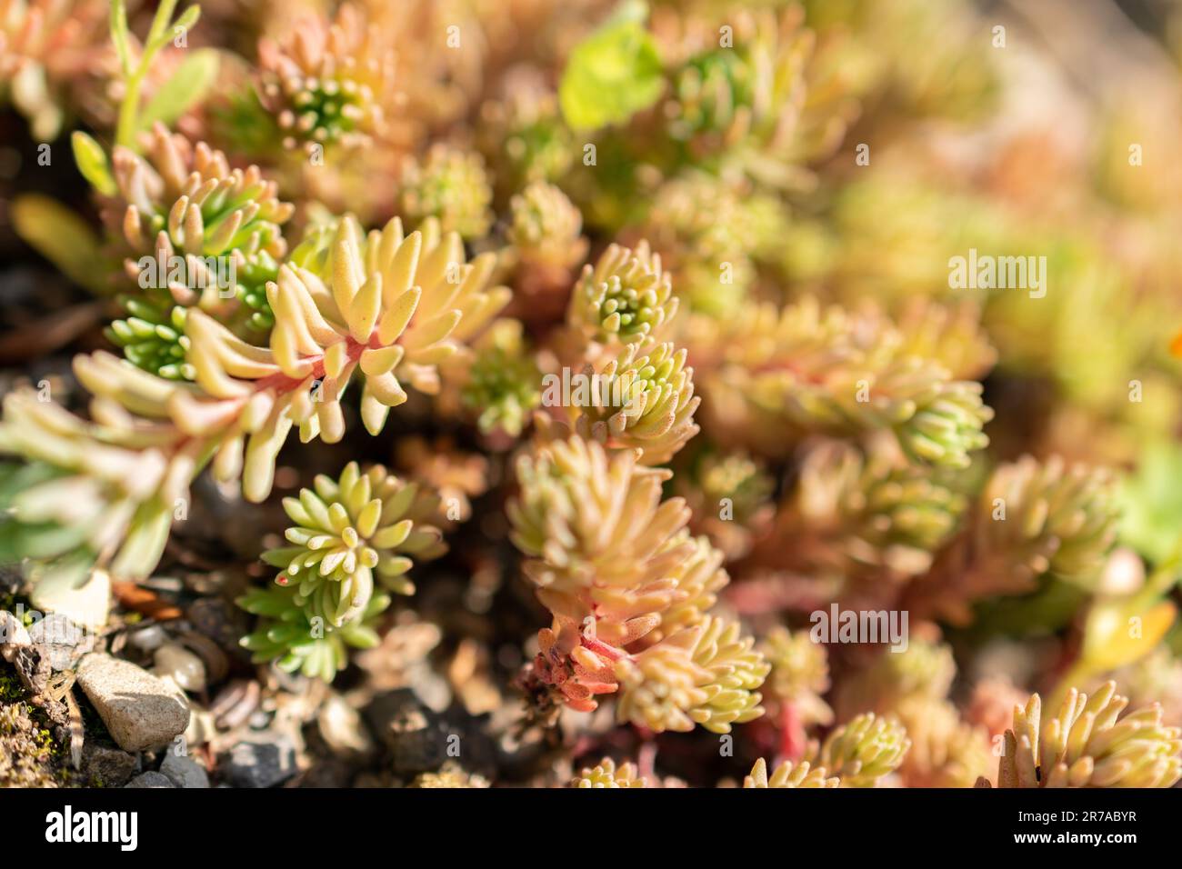 Zurich, Switzerland, May 22, 2023 Spanish stonecrop plant or Sedum ...