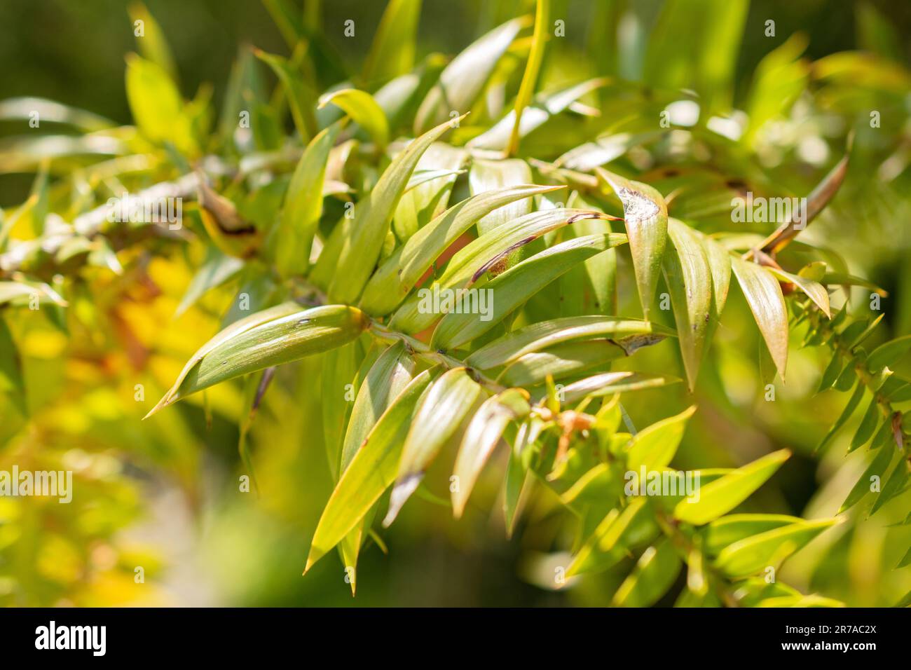 Zurich, Switzerland, May 22, 2023 Bunya pine or Araucaria Bidwillii ...