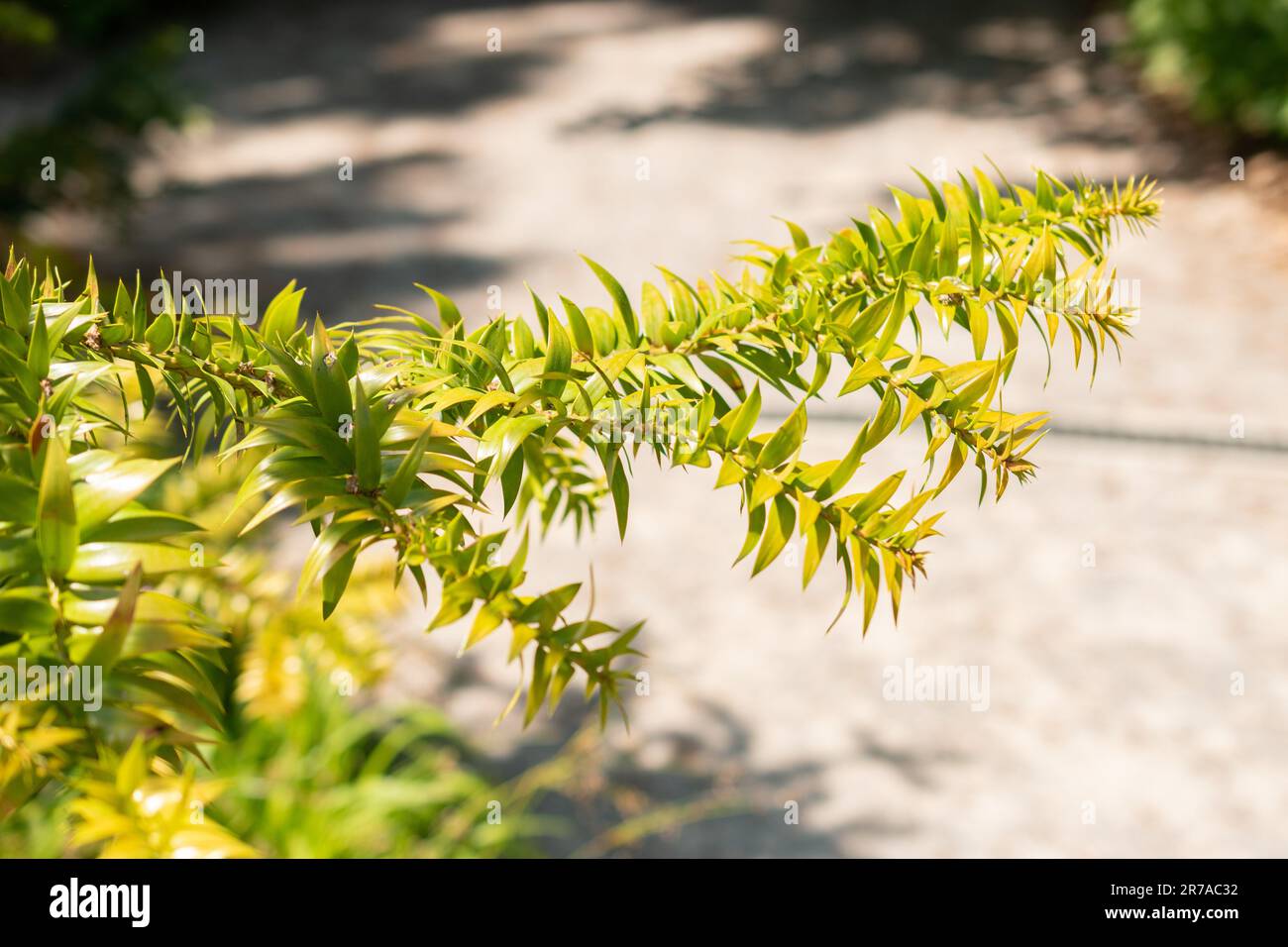 Zurich, Switzerland, May 22, 2023 Bunya pine or Araucaria Bidwillii ...