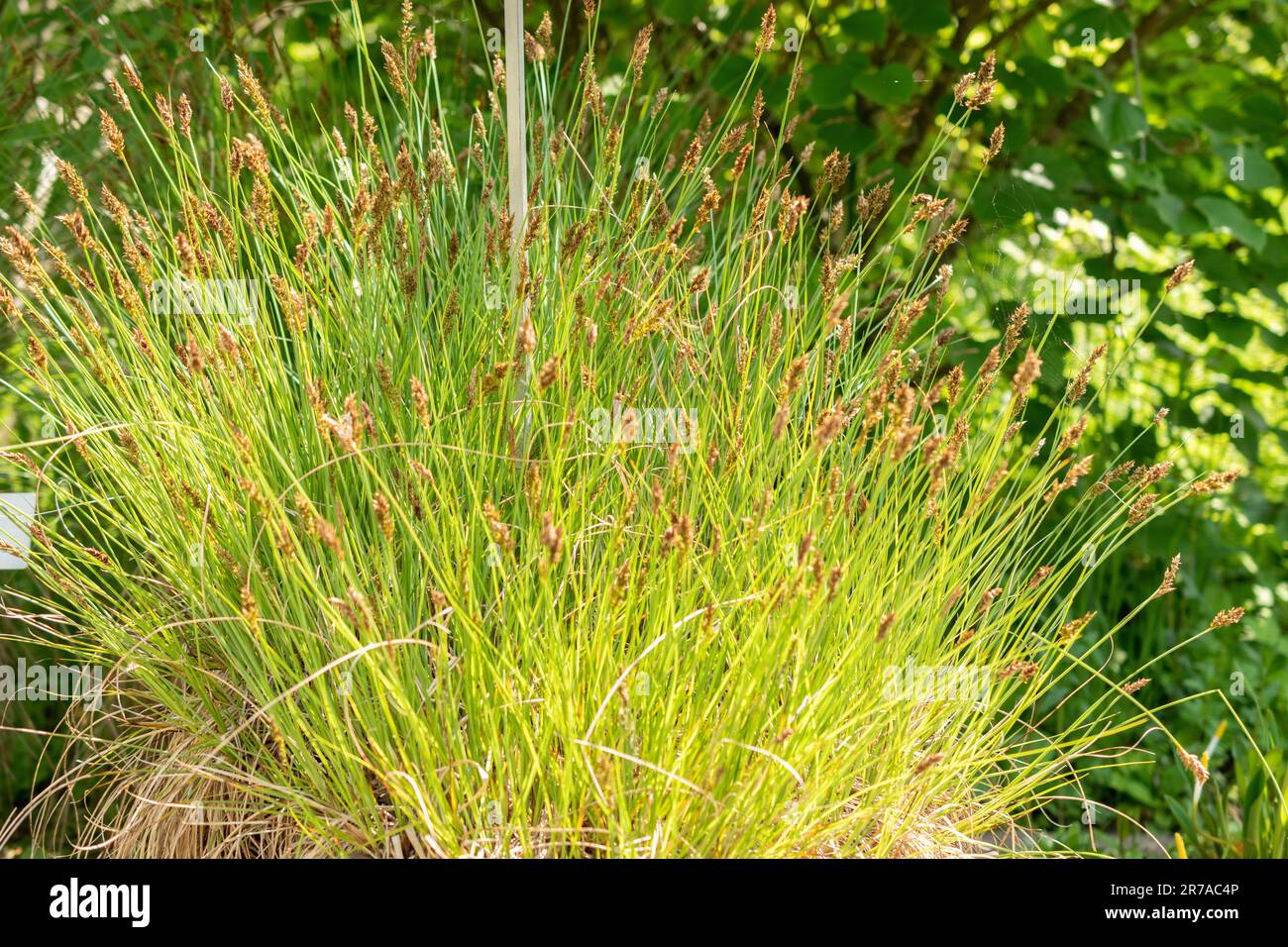 Fibrous flower hi-res stock photography and images - Alamy