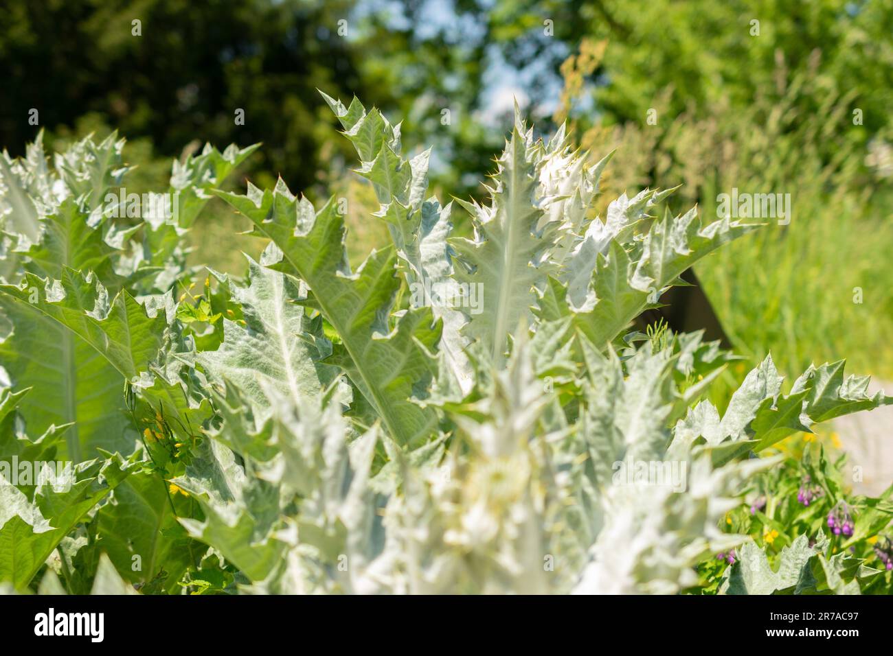 Scottish thistle botanical hi-res stock photography and images - Alamy