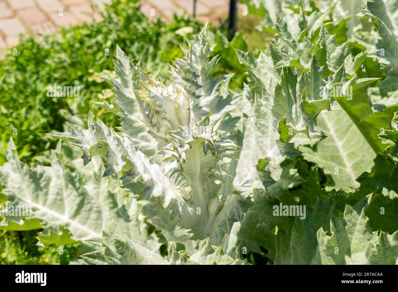 Zurich, Switzerland, May 22, 2023 Scottish thistle or Onopordum ...