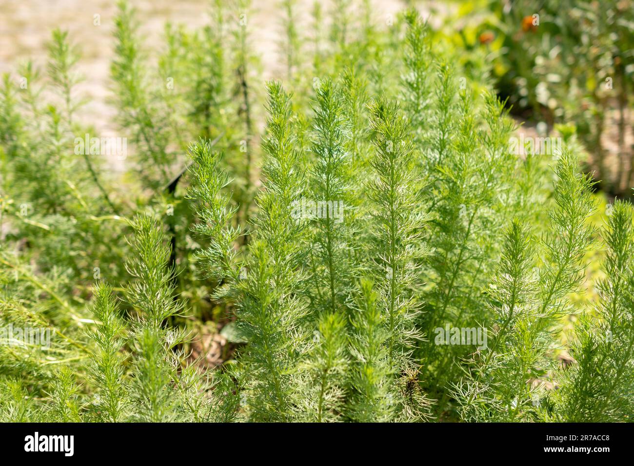Zurich, Switzerland, May 22, 2023 Pheasants eye or Adonis Vernalis ...