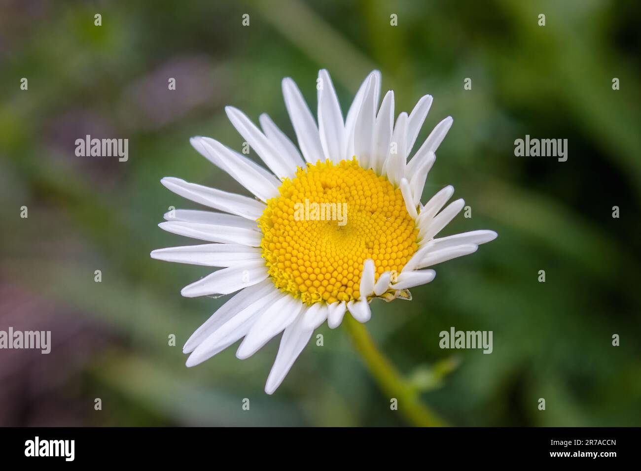 Common daisy Bellis perennis in bloom , Ox-eye oxeye daisy flower ...