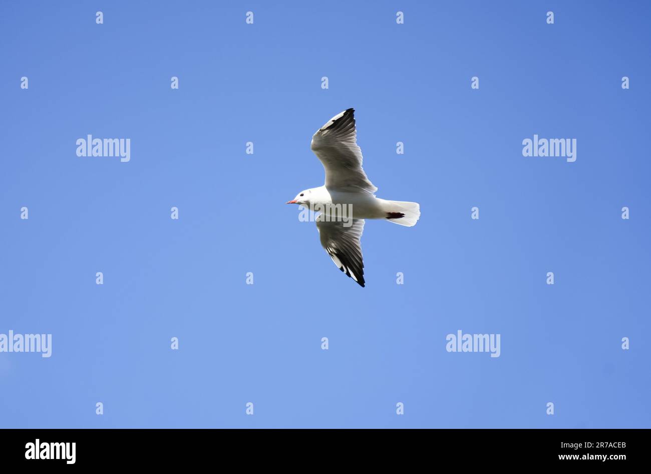 Flying seagull at the Steinhuder Meer. Water bird. Larinae Stock Photo ...