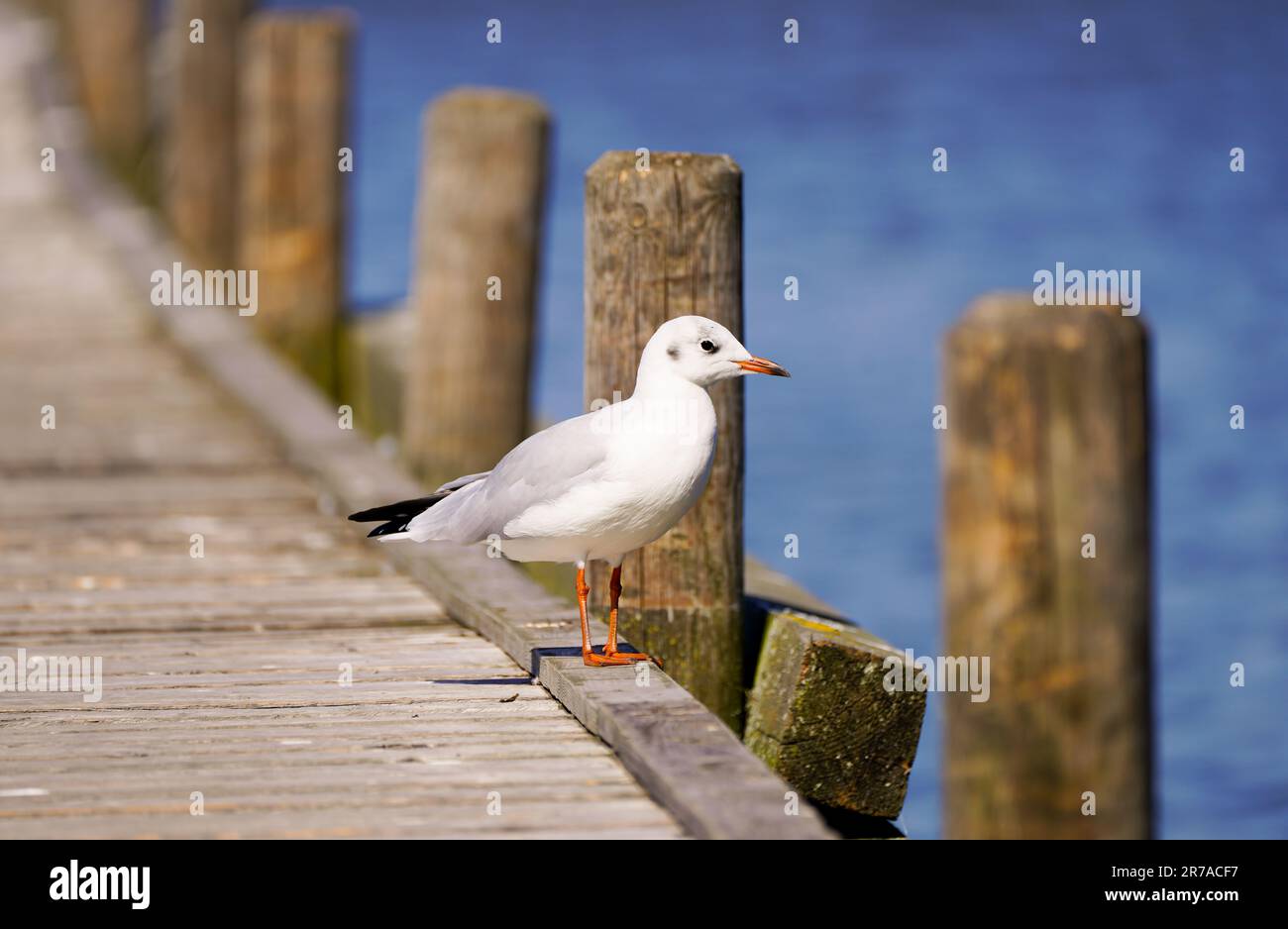 Seagull water bird coast nature hi-res stock photography and images - Alamy