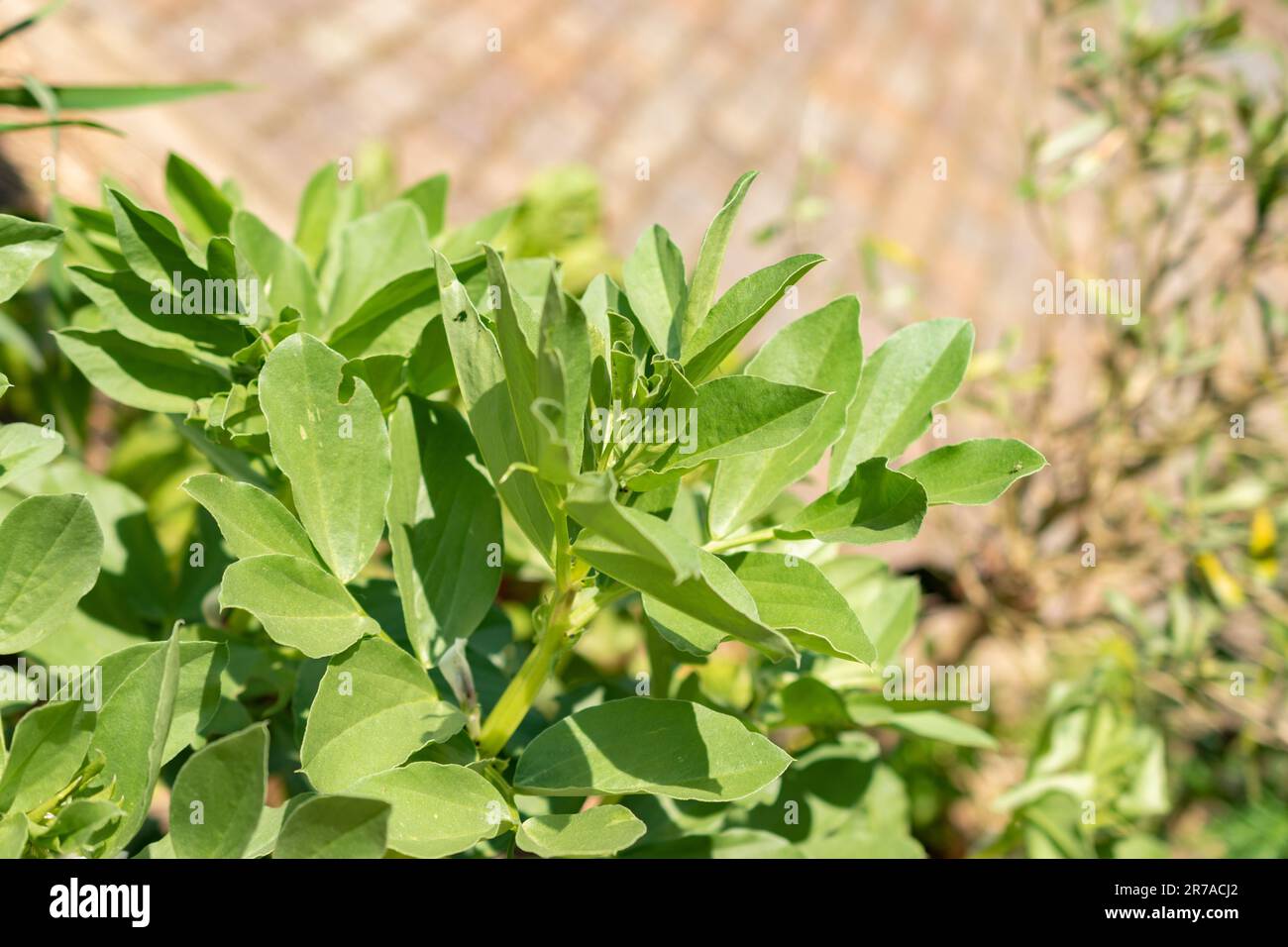 Zurich, Switzerland, May 22, 2023 Faba bean or Vicia Faba at the ...