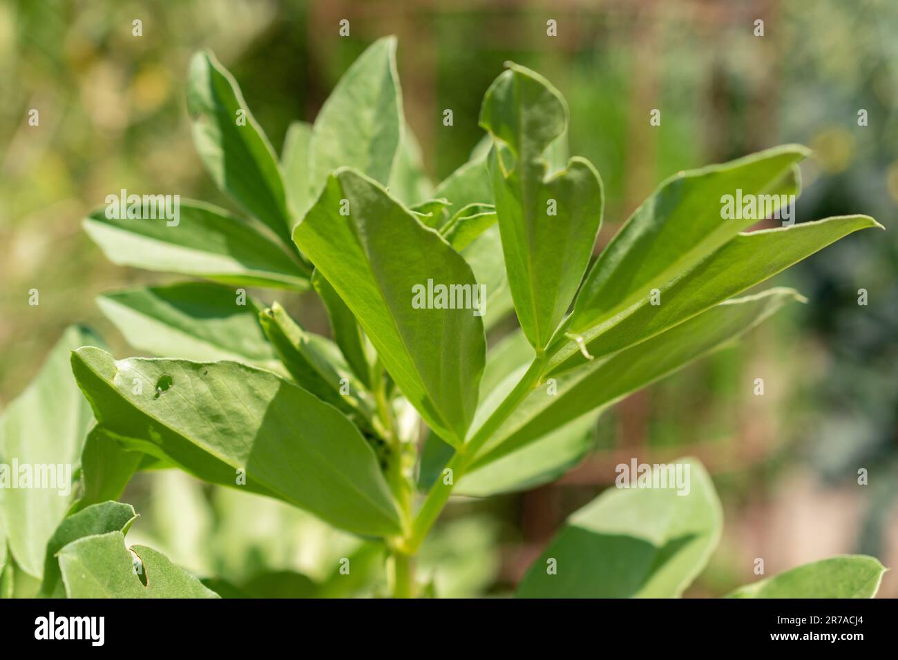 Zurich, Switzerland, May 22, 2023 Faba bean or Vicia Faba at the ...