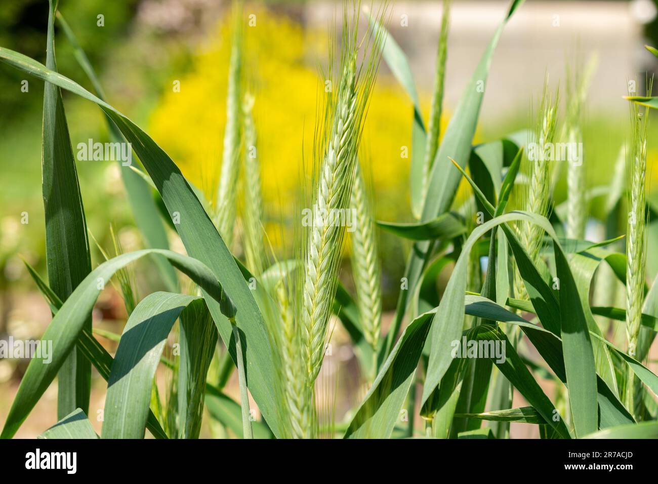 Zurich, Switzerland, May 22, 2023 Pasta wheat or Triticum Durum plant ...