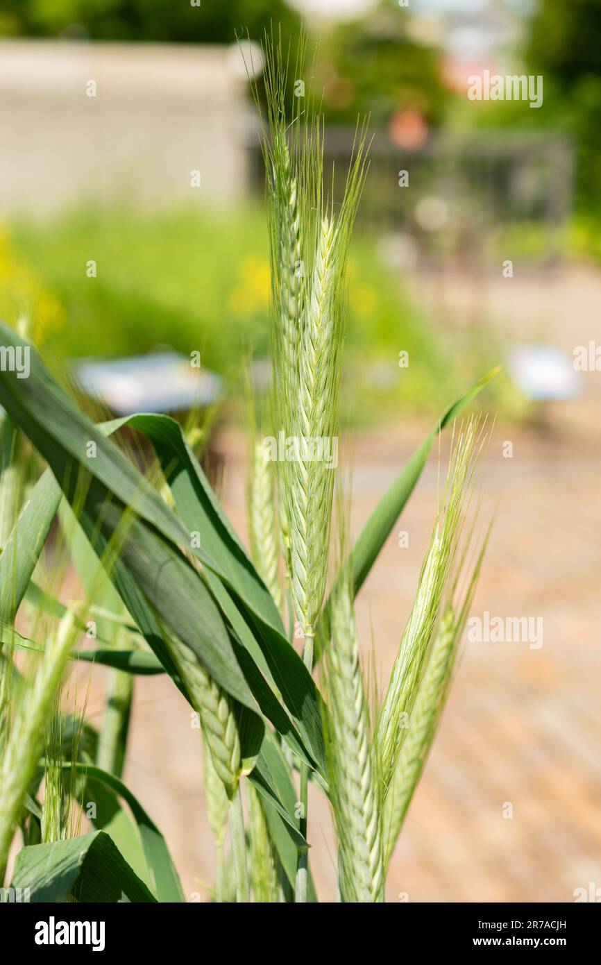 Zurich, Switzerland, May 22, 2023 Pasta wheat or Triticum Durum plant ...