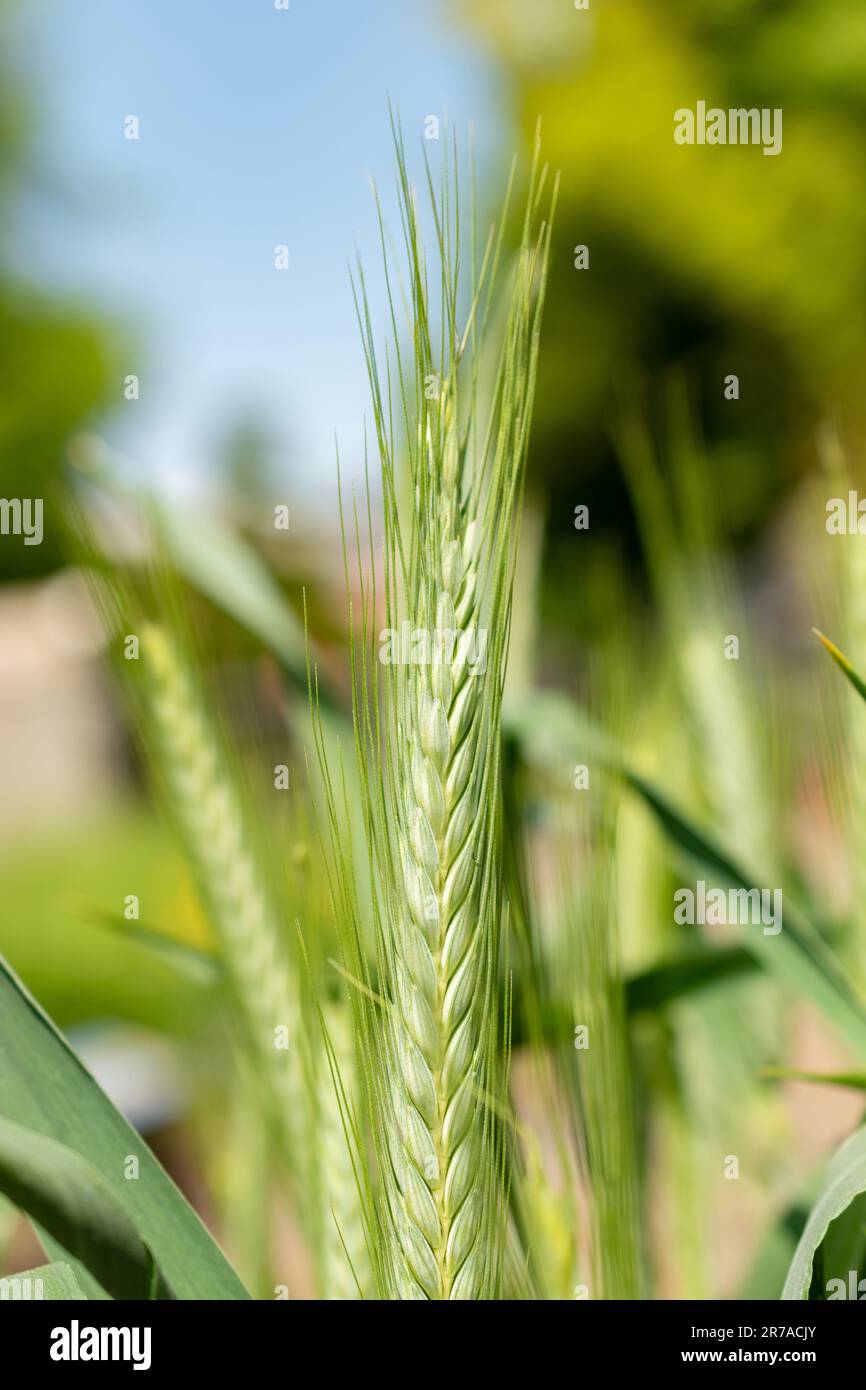 Durum wheat plant hi-res stock photography and images - Alamy