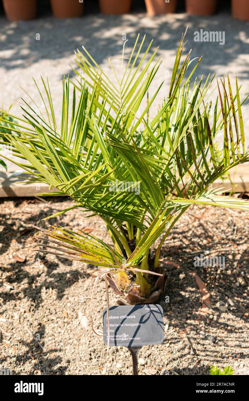 Jubaea chilensis chilean wine hi-res stock photography and images - Alamy