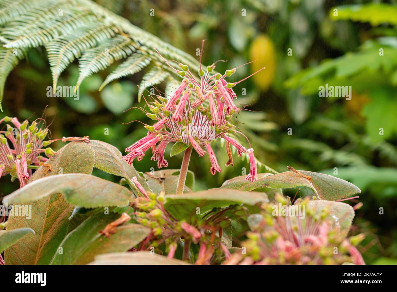 Zurich, Switzerland, May 22, 2023 Sinningia plant at the botanical ...