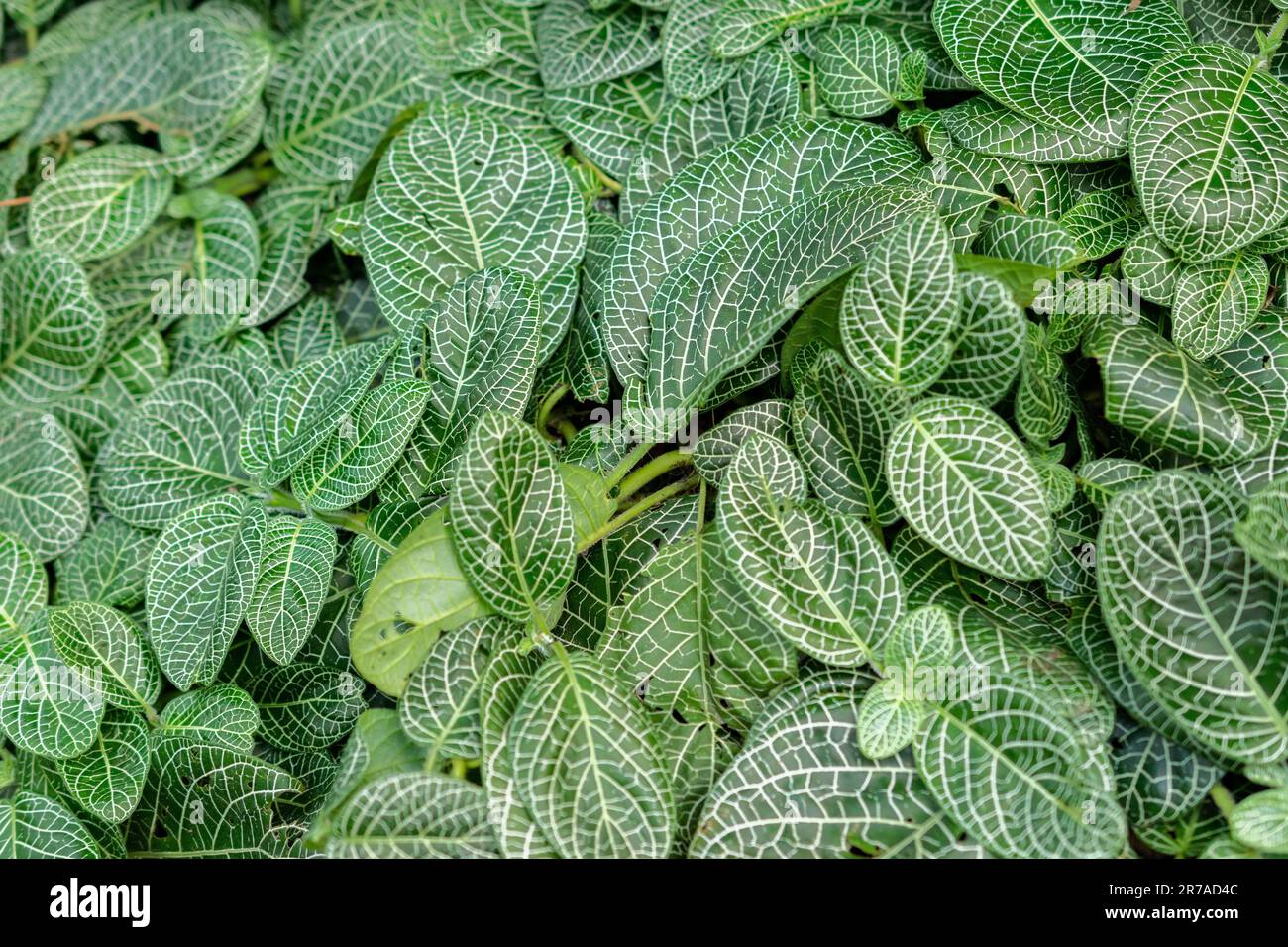 Fittonia white tiger hi-res stock photography and images - Alamy
