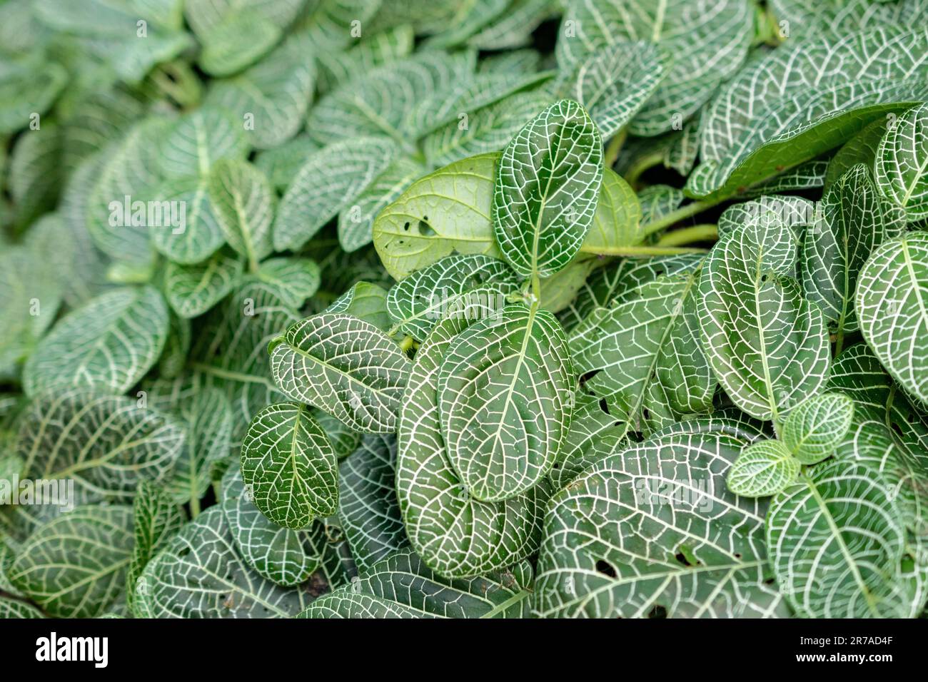 Fittonia white tiger hi-res stock photography and images - Alamy