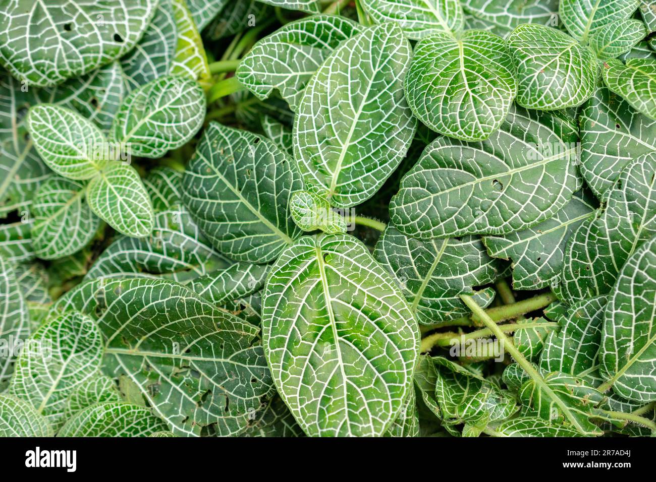 Fittonia white tiger hi-res stock photography and images - Alamy