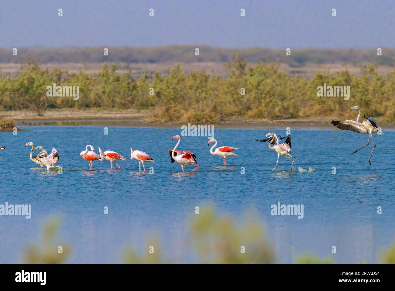 Flamingos in a row hi-res stock photography and images - Alamy