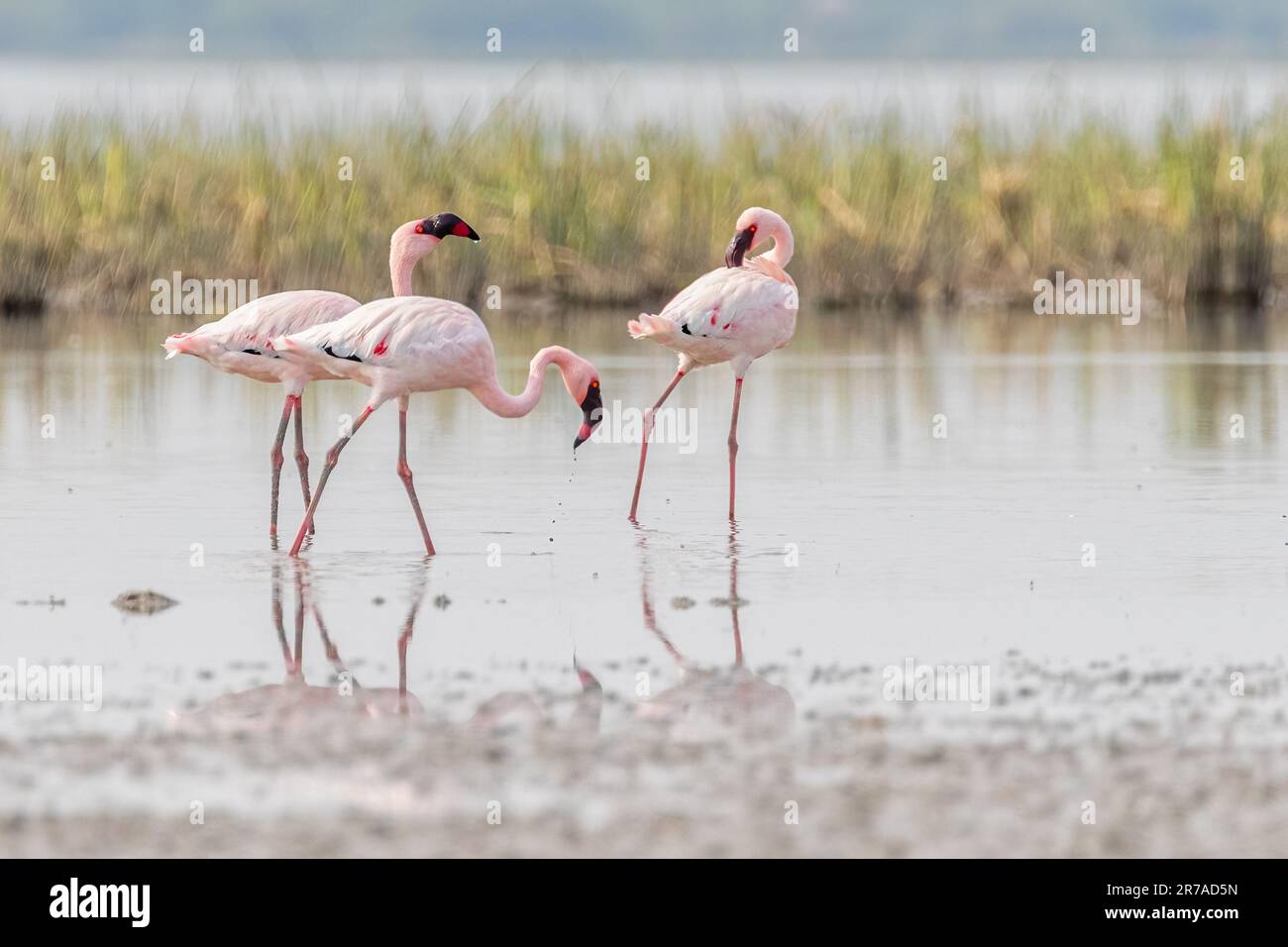 Group of three elegant flamingos hi-res stock photography and images ...