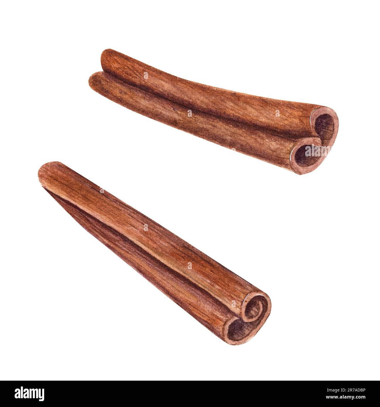 Cinnamon Illustration