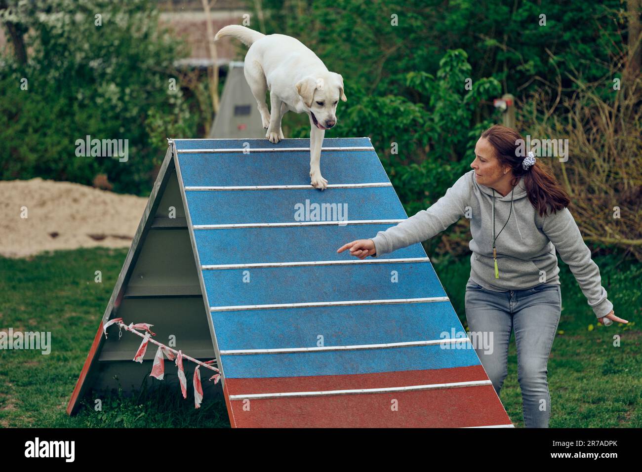 Woman mistress playing with her dog agility walking over a pyramid ...
