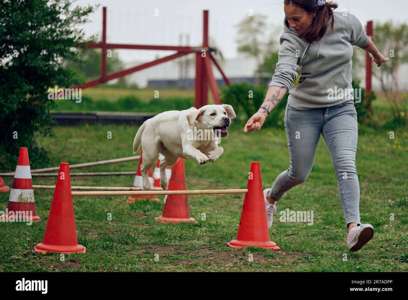 Woman mistress playing with her dog agility jumping over a hurdle ...