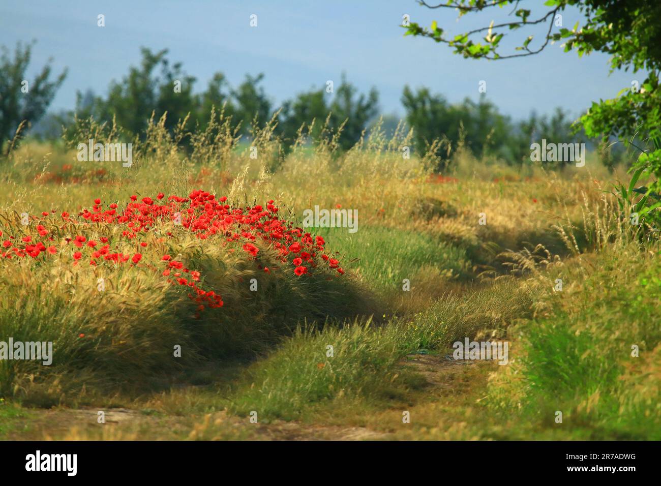 Rural path in the field with poppies, warm colors, romantic scene Stock ...
