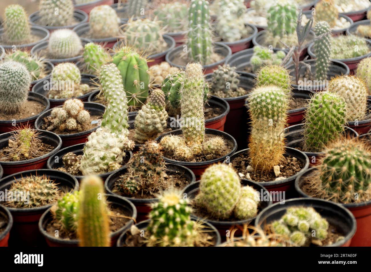 A variety of cacti in various-sized pots are on display at a plant ...