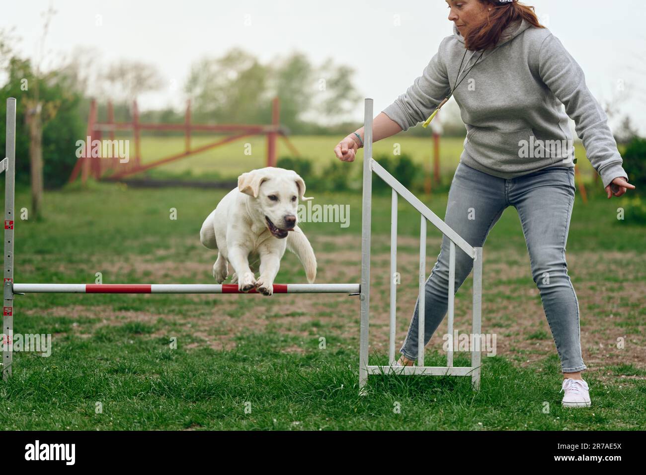 Woman mistress playing with her dog agility jumping over a hurdle ...
