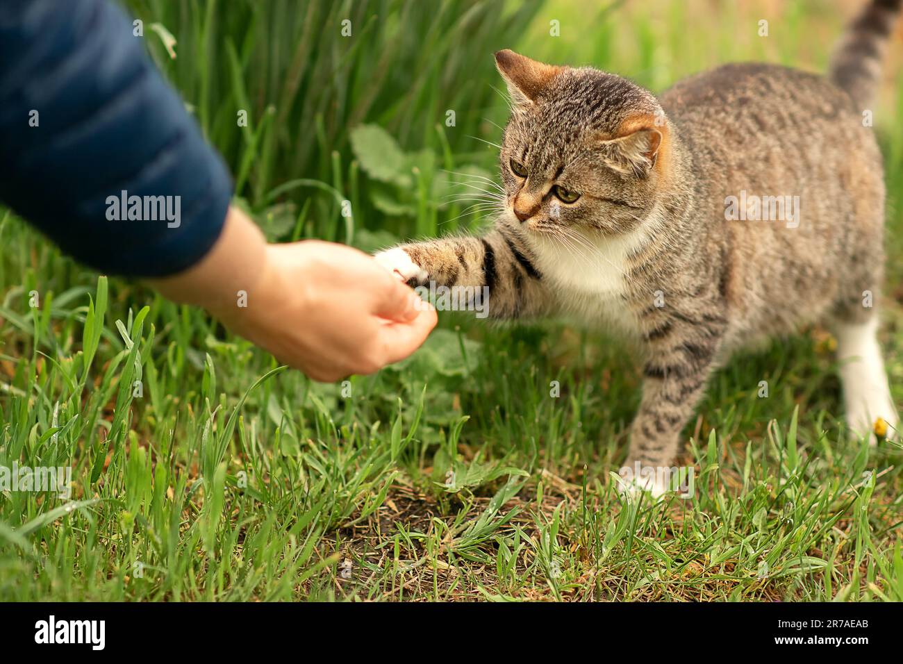 a domestic striped cat is waiting for the birth of its first offspring ...