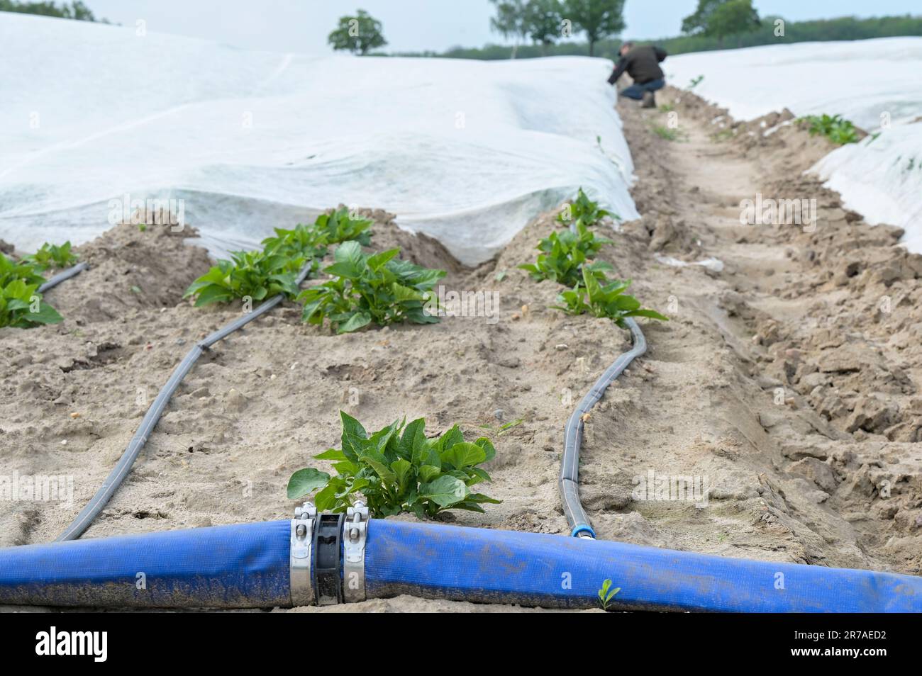 GERMANY, potato farming with plastic foil and drip irrigation to adopt ...