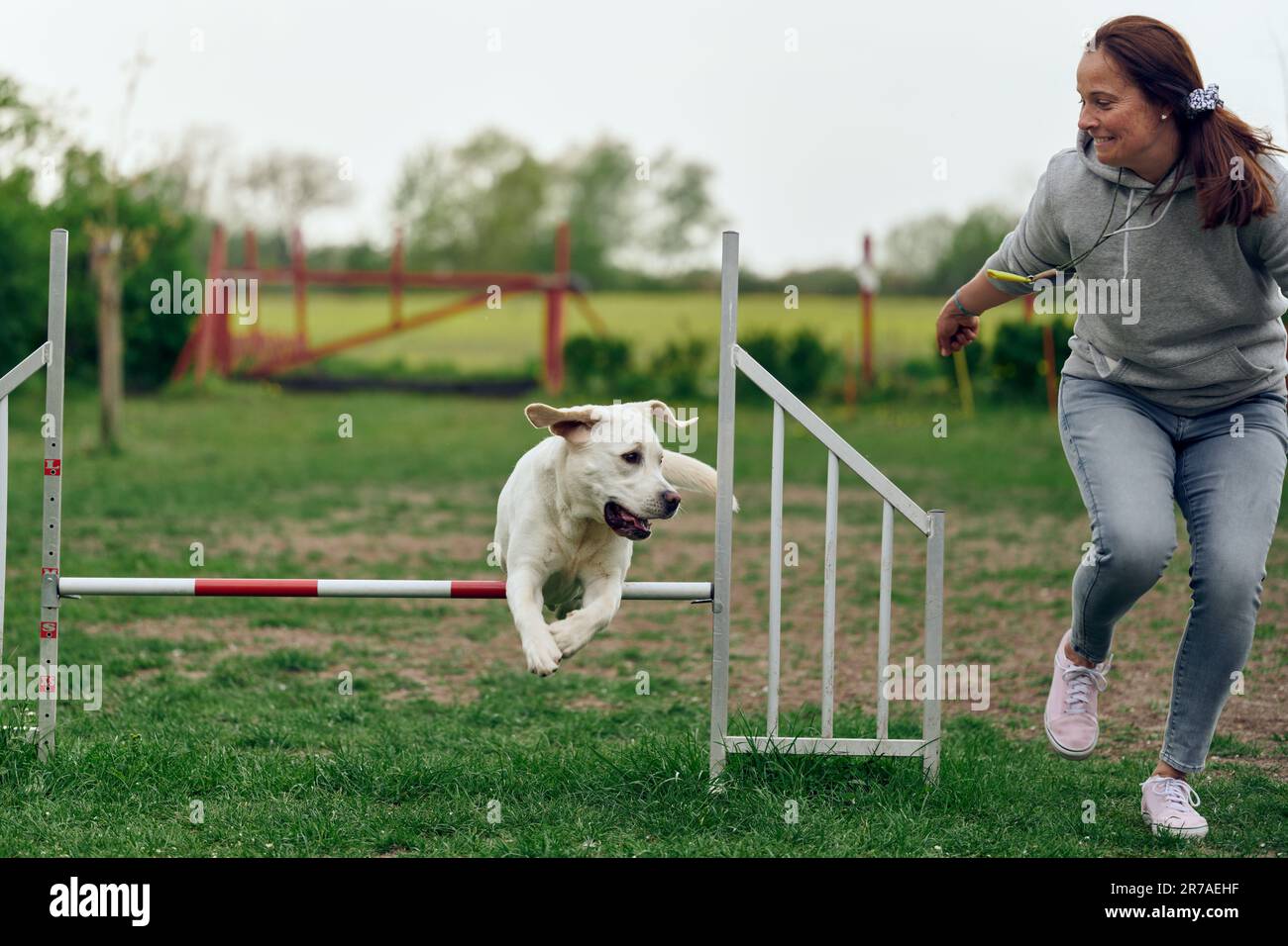 Woman mistress playing with her dog agility jumping over a hurdle ...