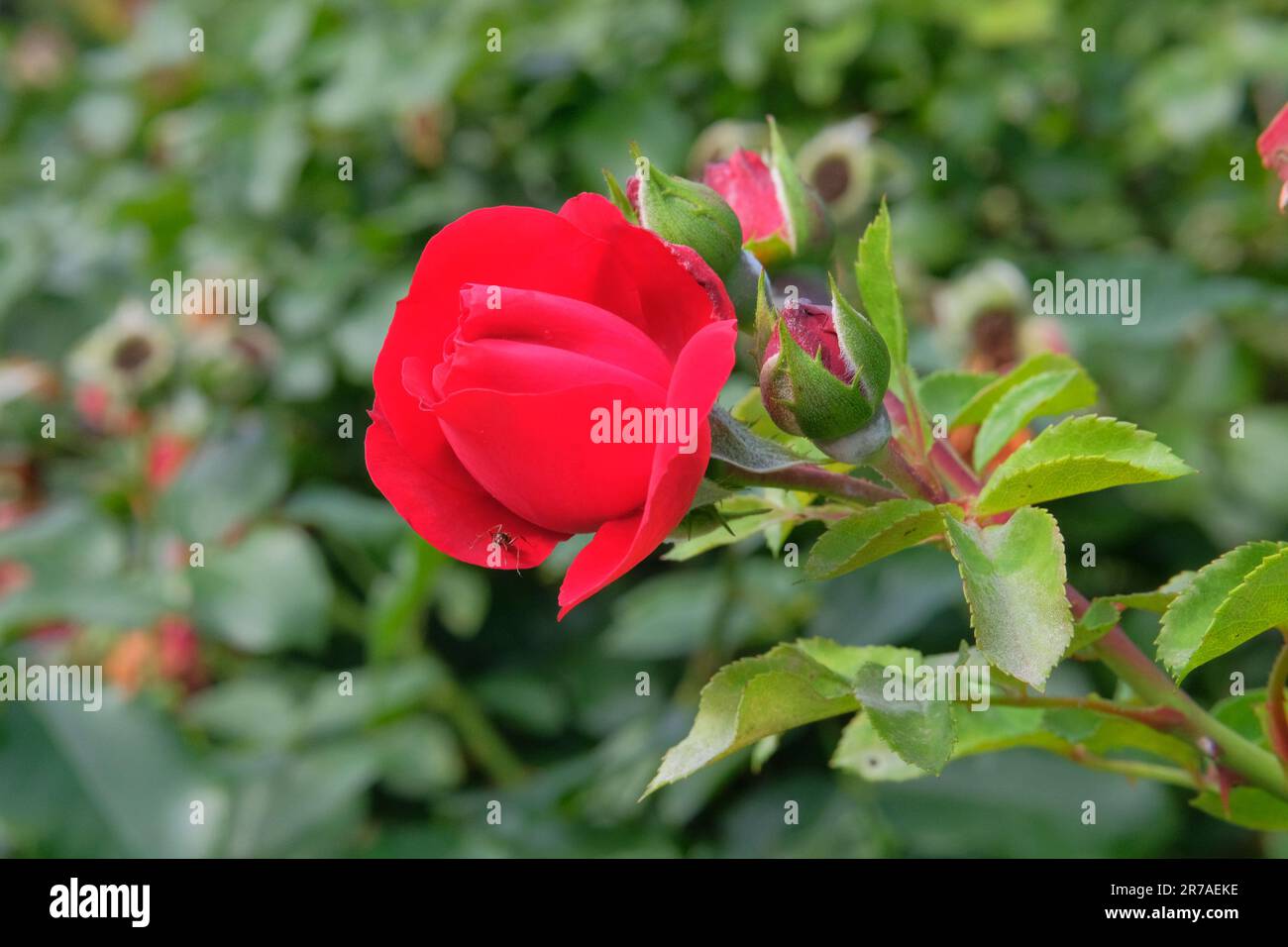 Red garden roses blooming hi-res stock photography and images - Alamy