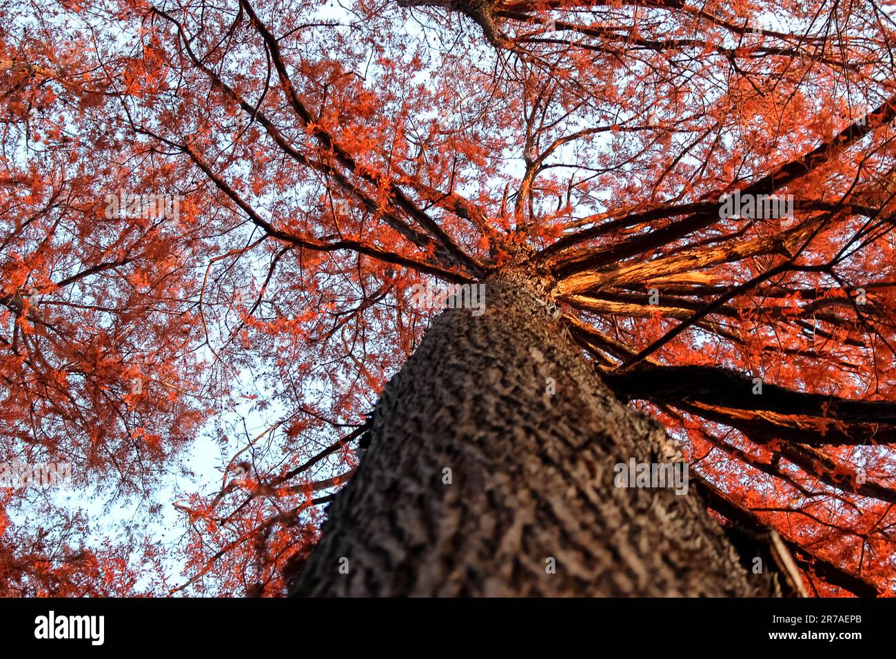 a tree with red foliage, its crown is photographed from below, so it ...