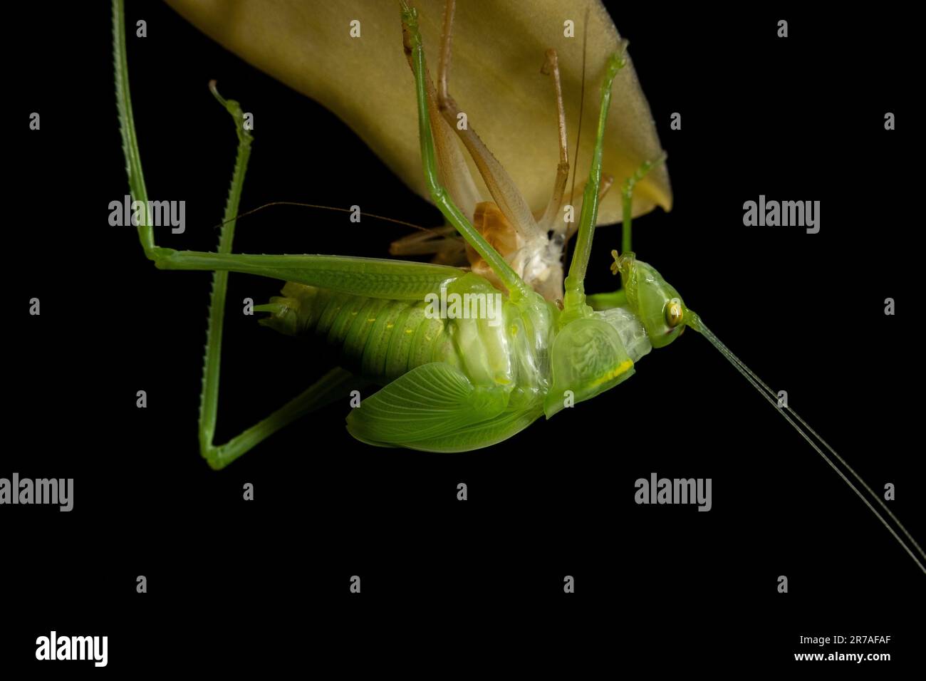 The Common Garden Katydid (Caedicia, simplex), native insect to ...