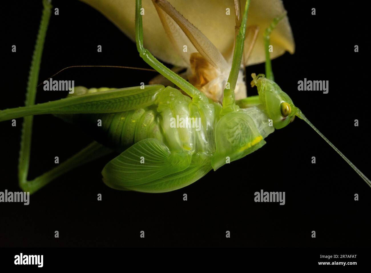 Native insect hi-res stock photography and images - Alamy