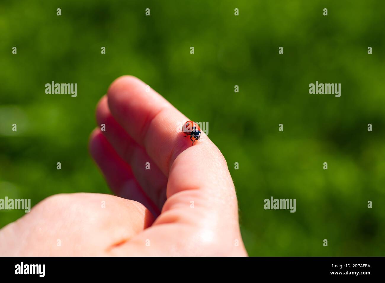 Nature hand hand close up color summer insects hi-res stock photography ...