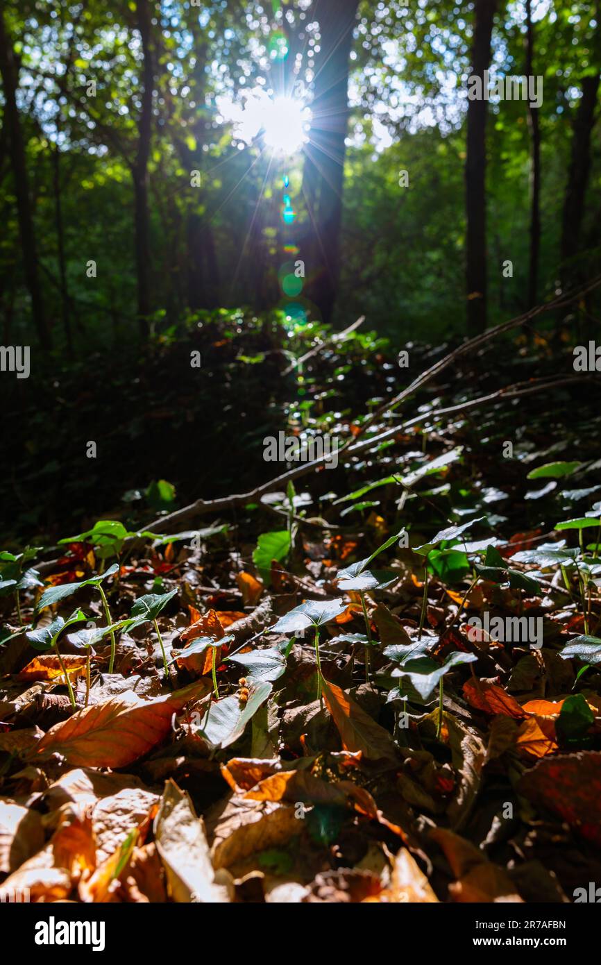 Plants and sunlight in the forest. Biodiversity vertical background ...