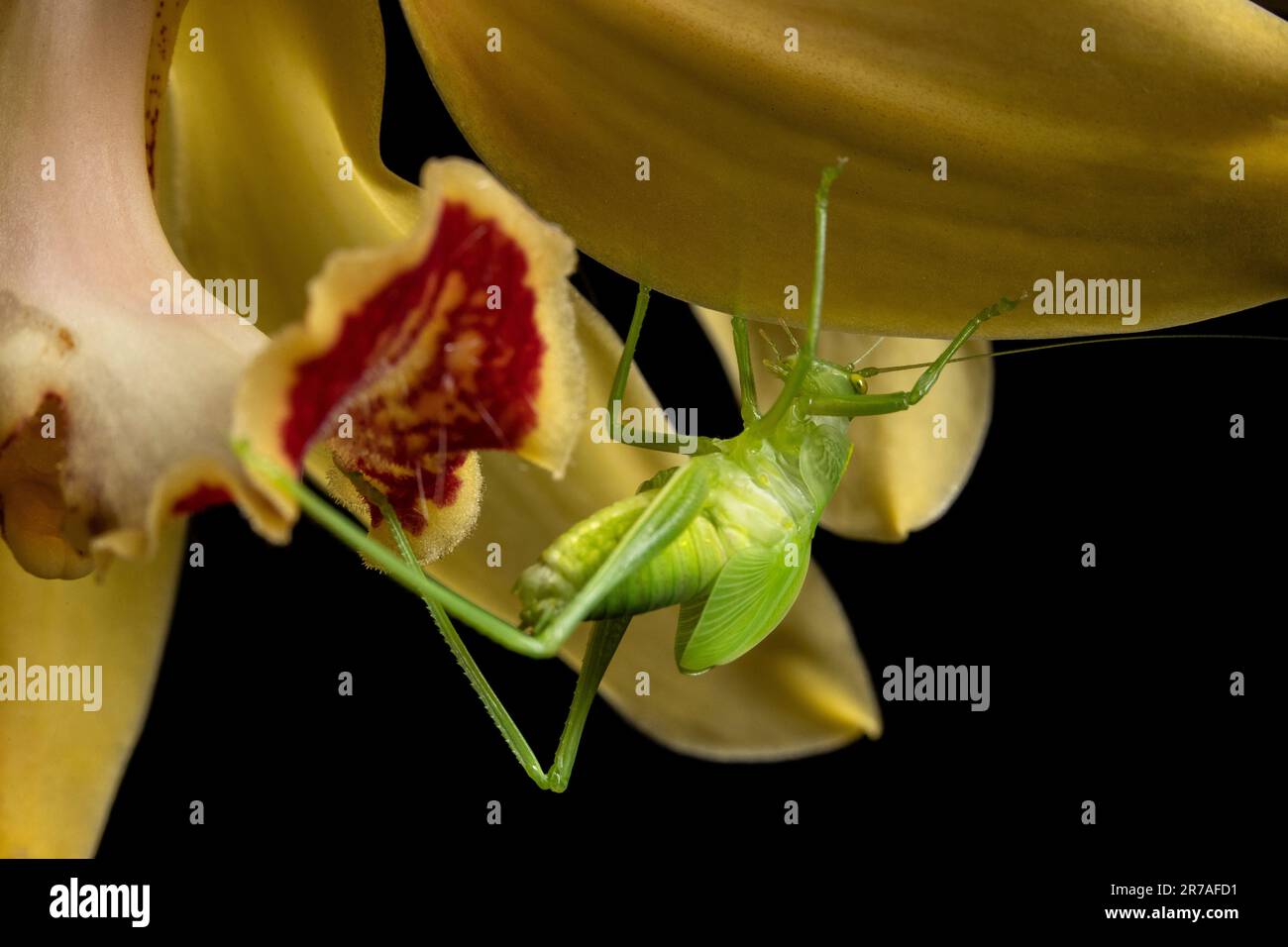 The Common Garden Katydid (Caedicia, simplex), native insect to ...