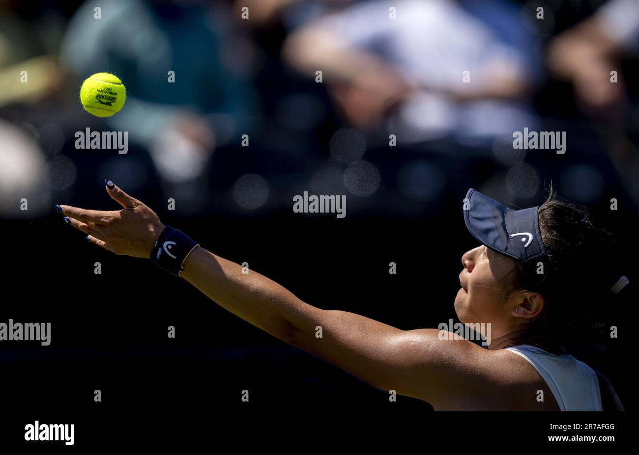 Libema open kingphotography hi-res stock photography and images - Alamy