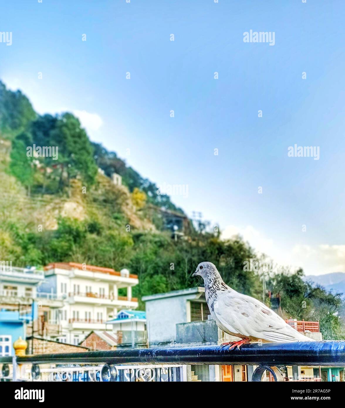 A pigeon perched on a metal fence in Chamba, Himachal Pradesh, India ...