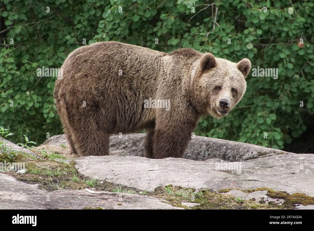 Black bear standing on a rock hi-res stock photography and images - Alamy