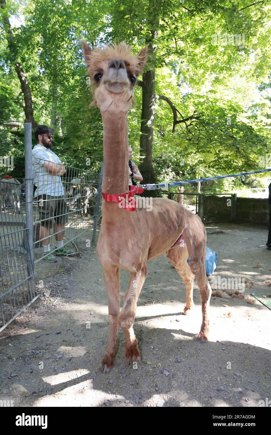 June Animals